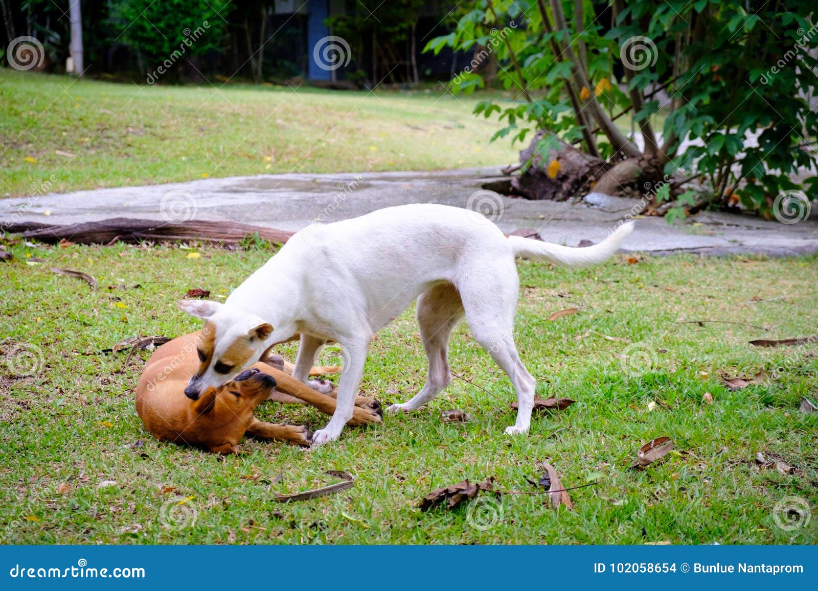Two Dogs Thai White Adn Red Fighting on the Grass Stock Photo - Image ...