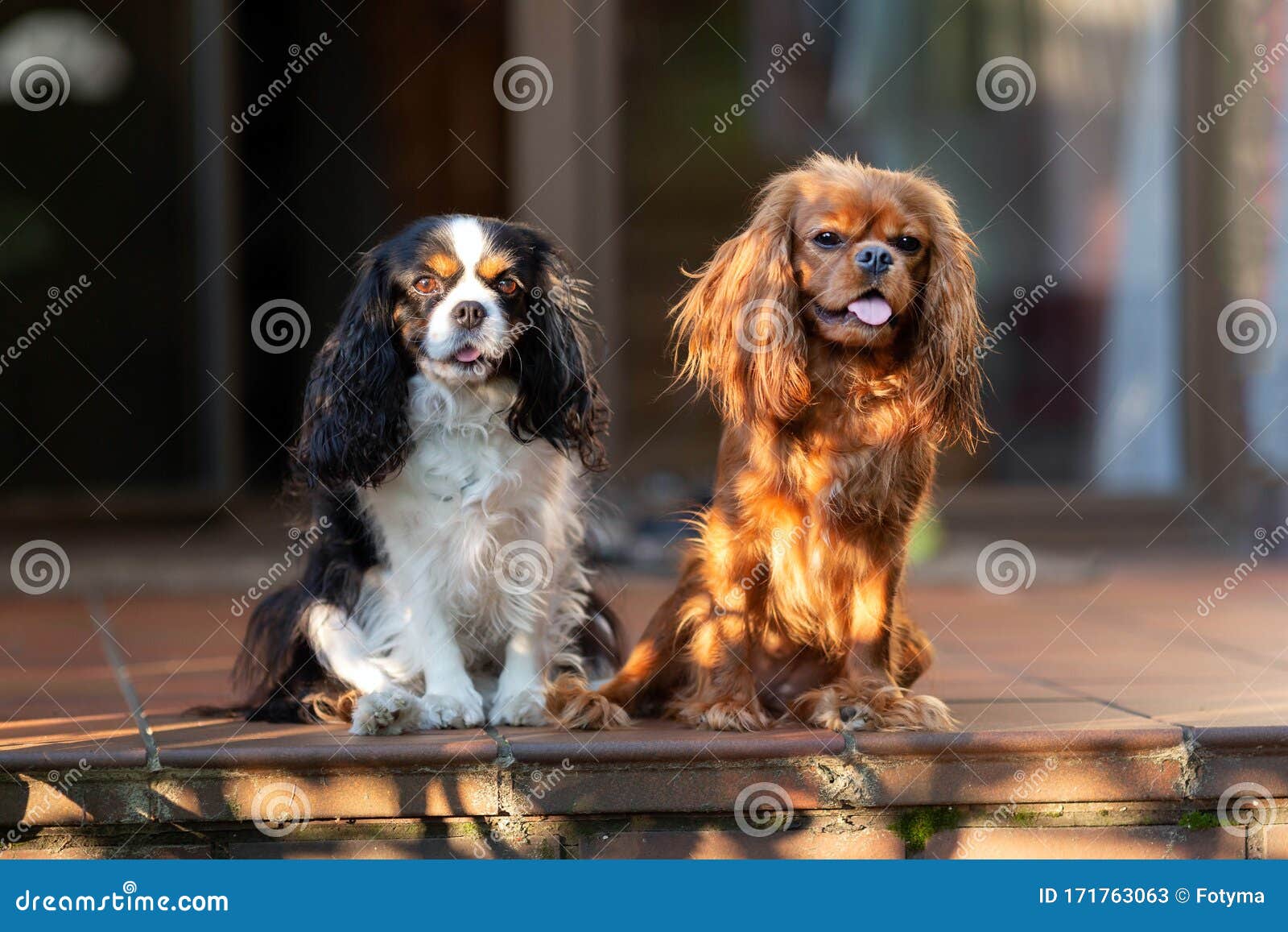 Two dogs together stock image. Image of puppy, spaniel - 171763063