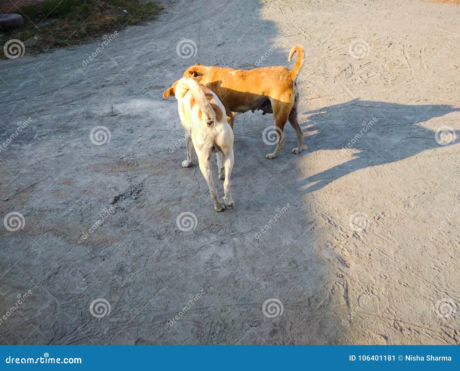 Two dogs together stock image. Image of dogs, sunlight - 106401181
