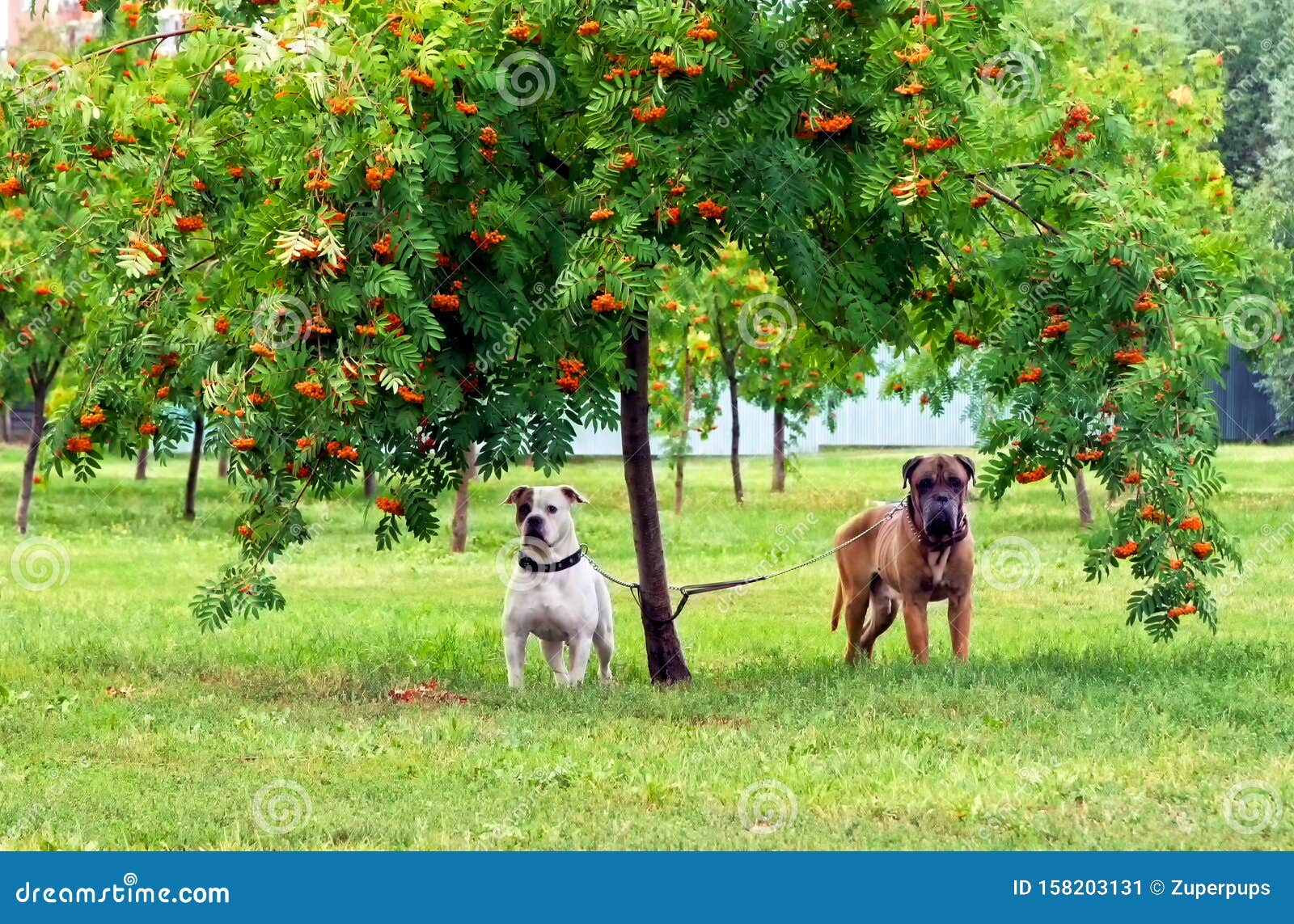Two Dogs Under a Tree on the Grass Stock Image - Image of sitting ...