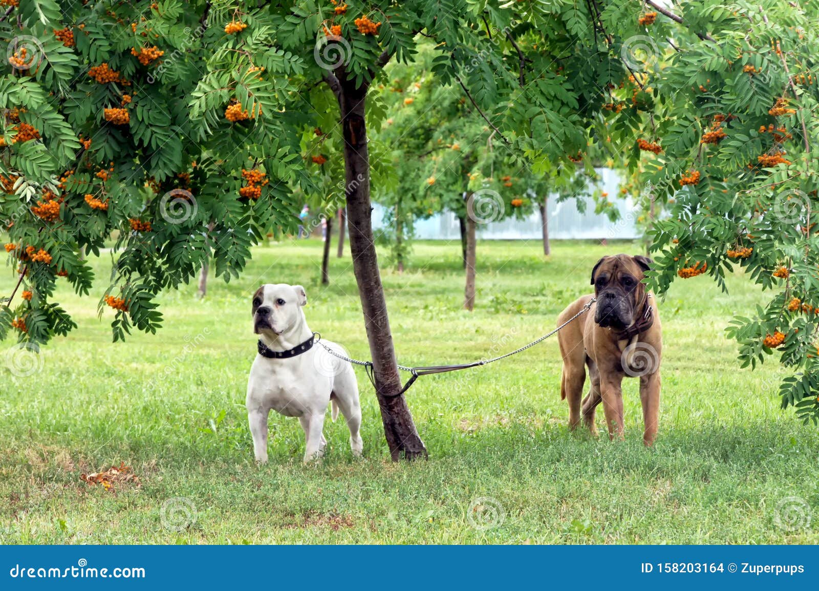Two Dogs Under a Tree on the Grass Stock Photo - Image of sitting ...