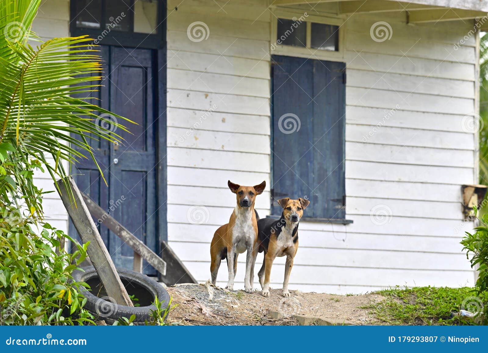 Two dogs welcome visitors stock image. Image of visitors - 179293807