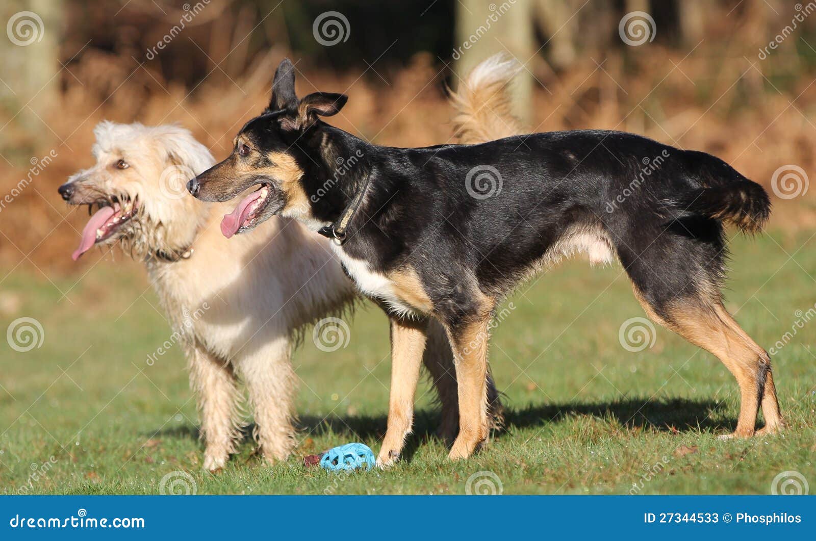 Two dogs waiting stock image. Image of white, wagging - 27344533