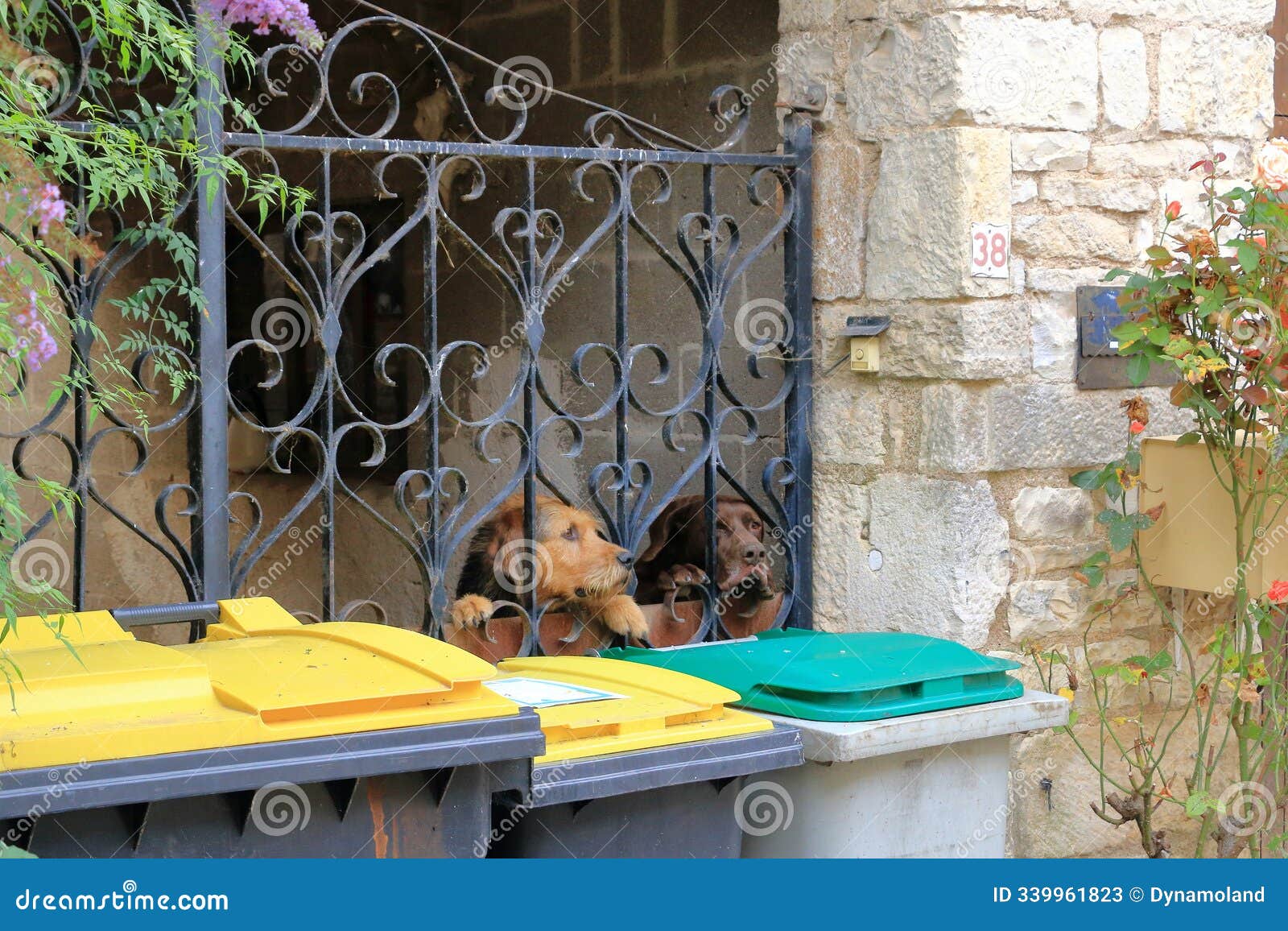 Two Dogs Waiting Behind a Gate Stock Image - Image of adorable ...