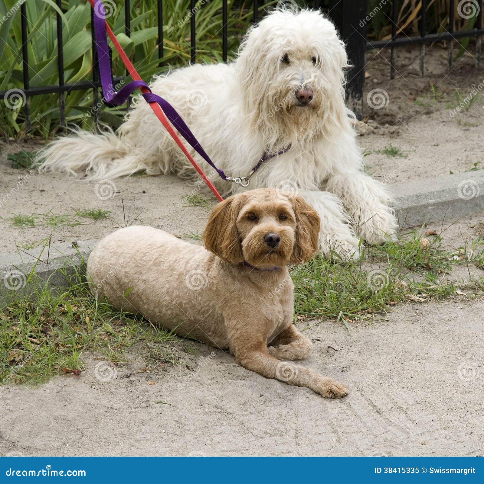 Two Dogs Waiting for the Master Stock Image - Image of landscape ...