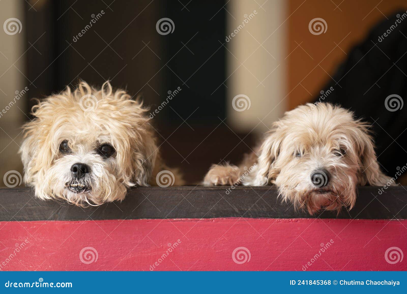 Two Dogs Waiting or Sleeping for Someone in a House Stock Photo - Image ...