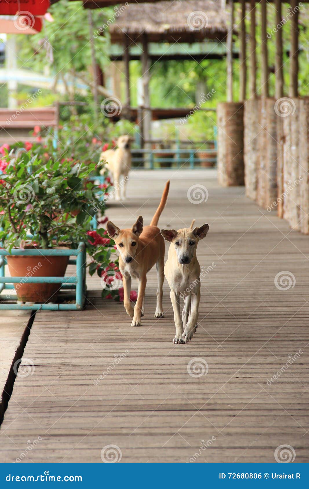 Two Dogs Walk on Wooden Way Stock Photo - Image of play, friends: 72680806