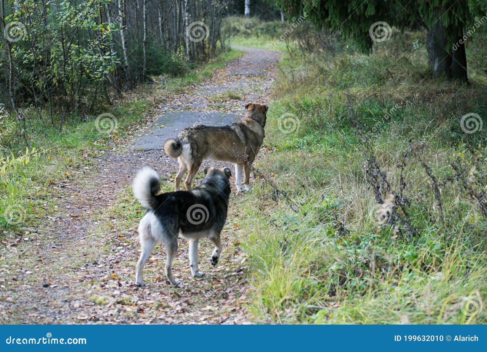 Two Dogs Walking Along a Forest Path Stock Photo - Image of mammal ...
