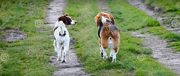 Two dogs walking together stock photo. Image of friendship - 27908150