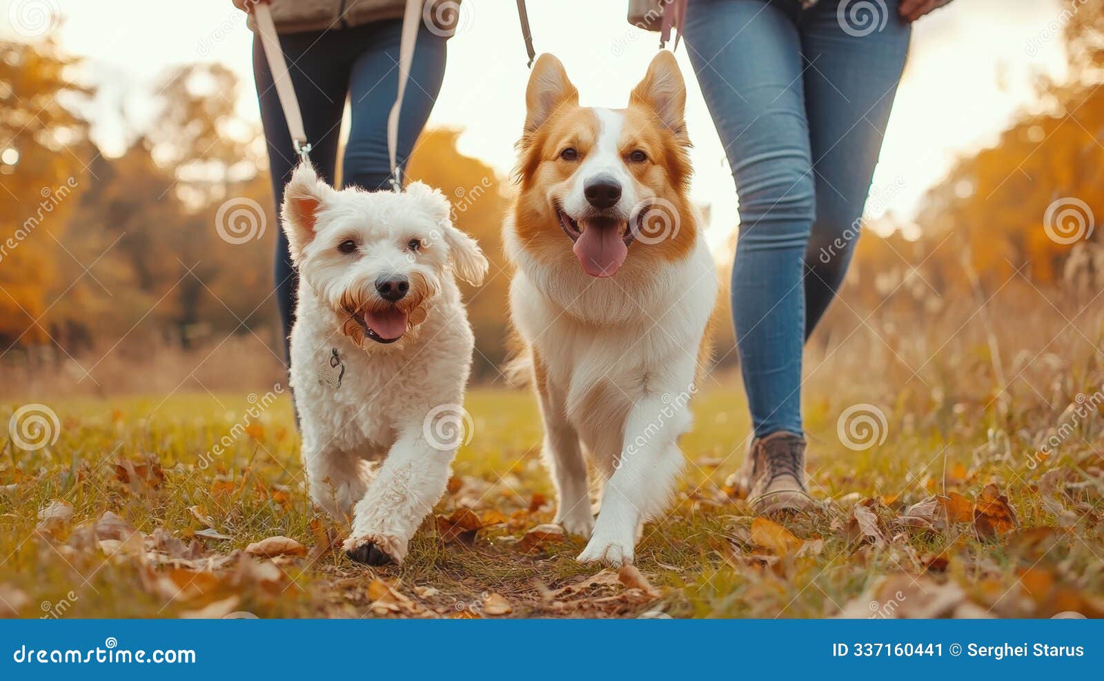 Two Dogs Walking Together in the Fall with People Holding Hands, AI ...