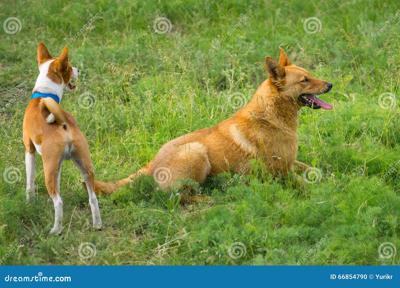 Two Dogs Watching in Spring Grass. Stock Photo - Image of brown, guard ...