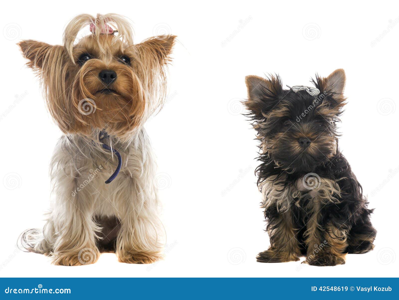 Two dogs stock image. Image of pedigreed, friendly, attentive - 42548619