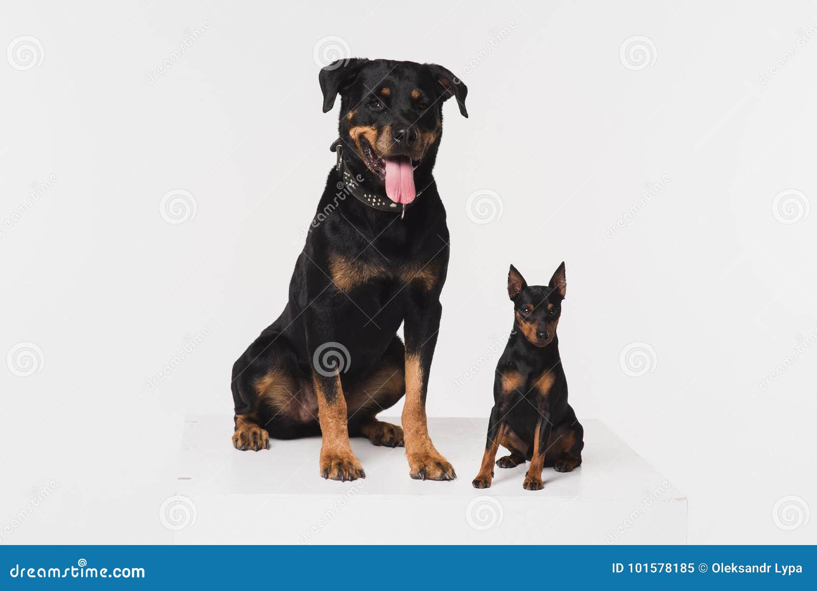 Two Dogs on a White Background in the Studio. Stock Image - Image of ...