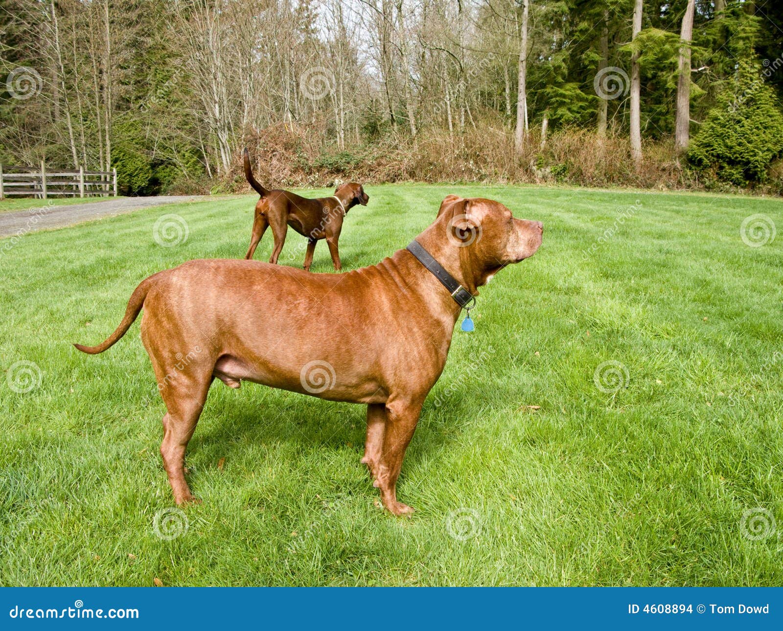 Two Dogs in the yard stock photo. Image of pitbull, grass - 4608894