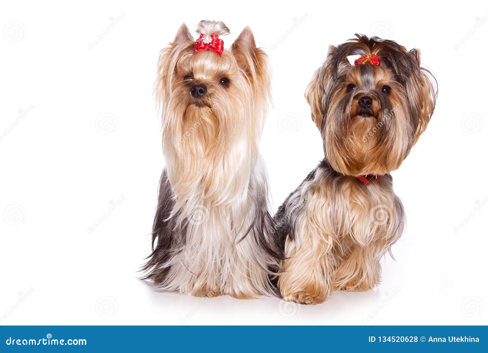 Two Dogs Yorkshire Terrier with Bows Stock Photo - Image of pedigreed ...