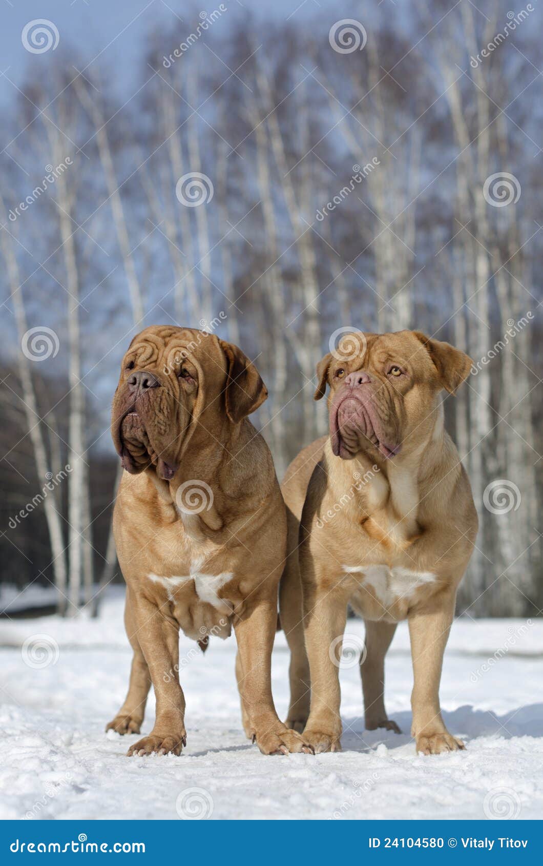 354 Bordeaux Snow Winter Stock Photos - Free & Royalty-Free Stock ...