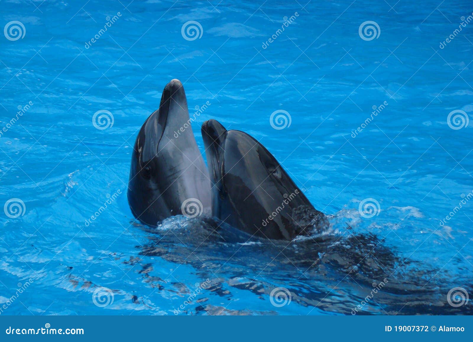 Two dolphin stock photo. Image of blue, black, nature - 19007372