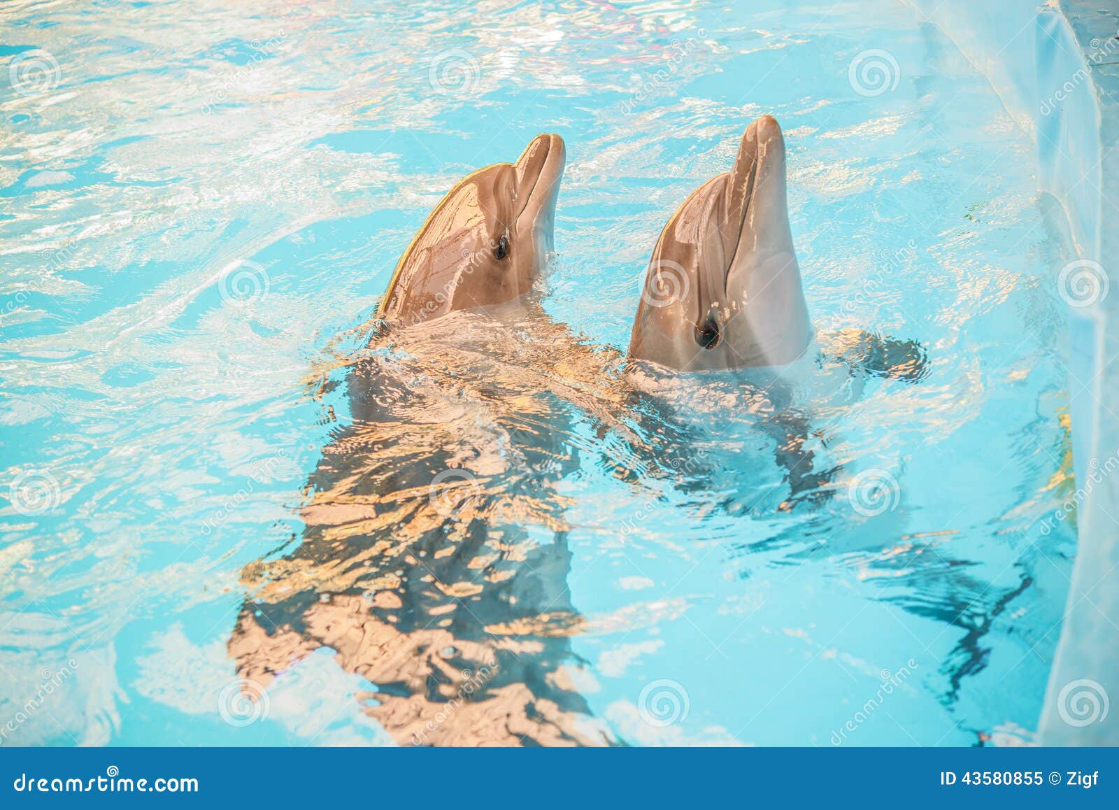 Two Headed Dolphin