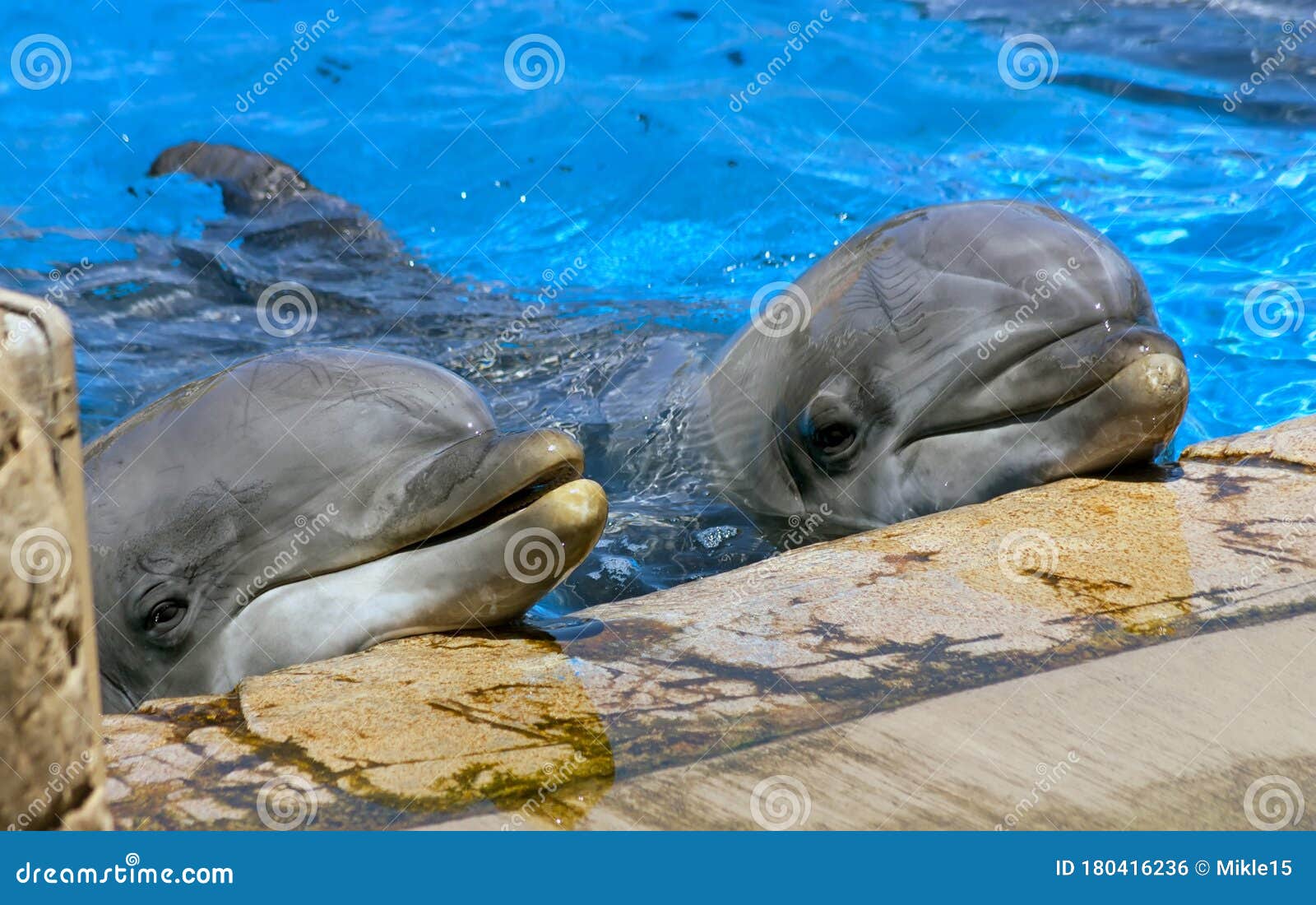 A two dolphin closeup stock photo. Image of animal, mammal - 180416236