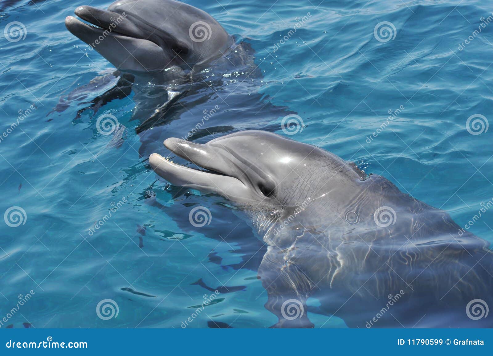 Two dolphins stock image. Image of nose, truncatus, underwater - 11790599