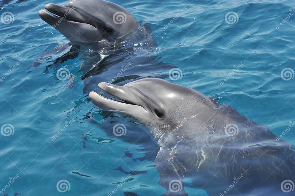 Two dolphins stock image. Image of nose, truncatus, underwater - 11790599