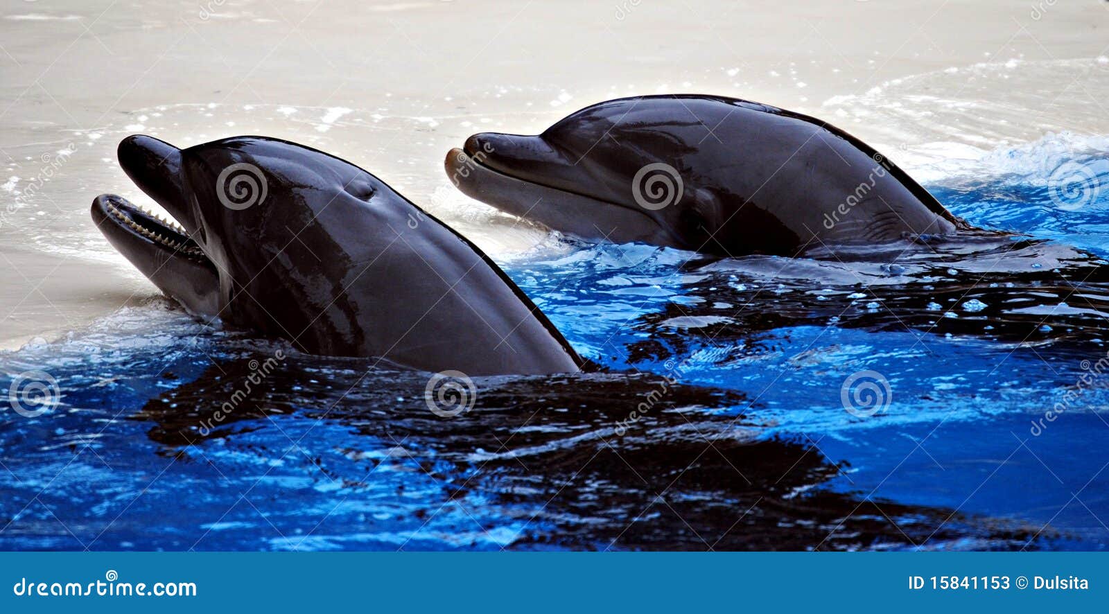 Two dolphins stock image. Image of posture, entertainment - 15841153