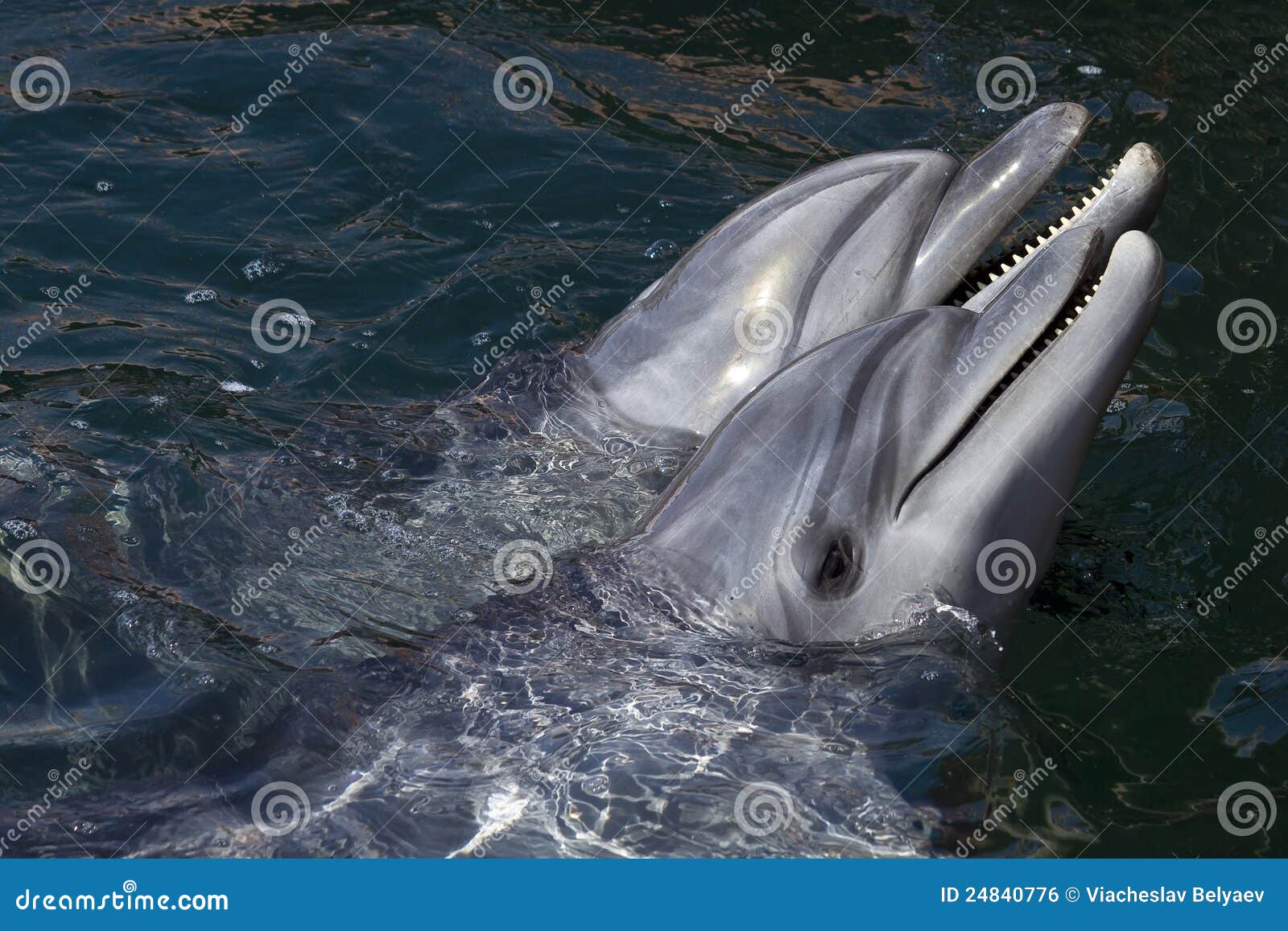 Two dolphins stock photo. Image of russia, anapa, south - 24840776