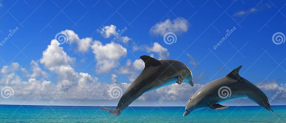 Two dolphins stock image. Image of animal, white, creature - 3529397
