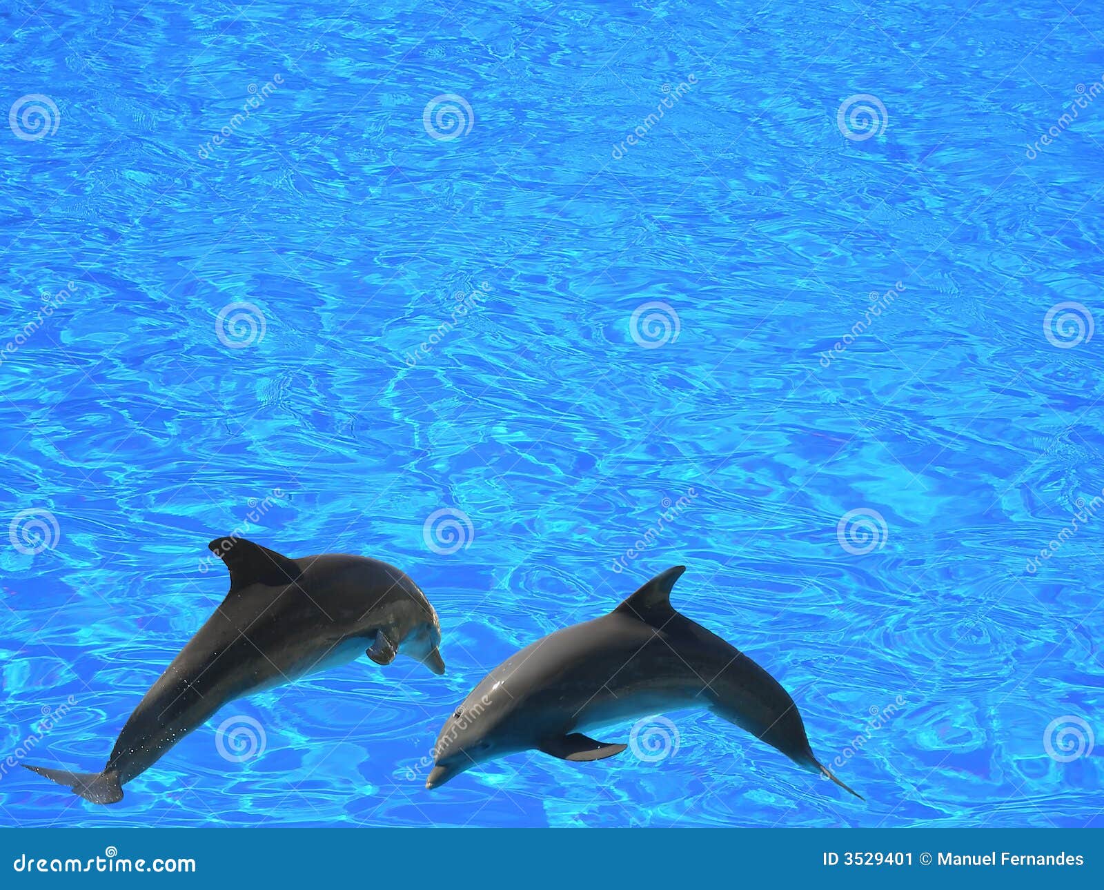 Two dolphins stock image. Image of wild, swimming, dolphin - 3529401