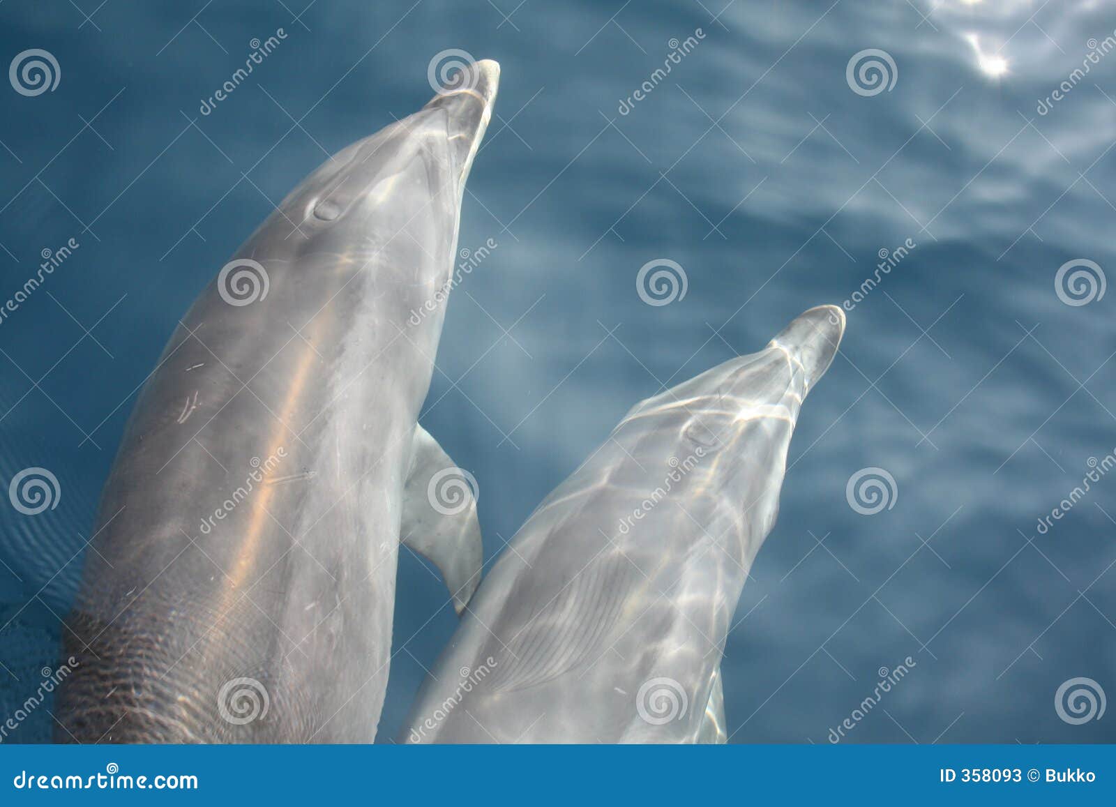 Two dolphins stock image. Image of fish, dolphins, mammalian - 358093