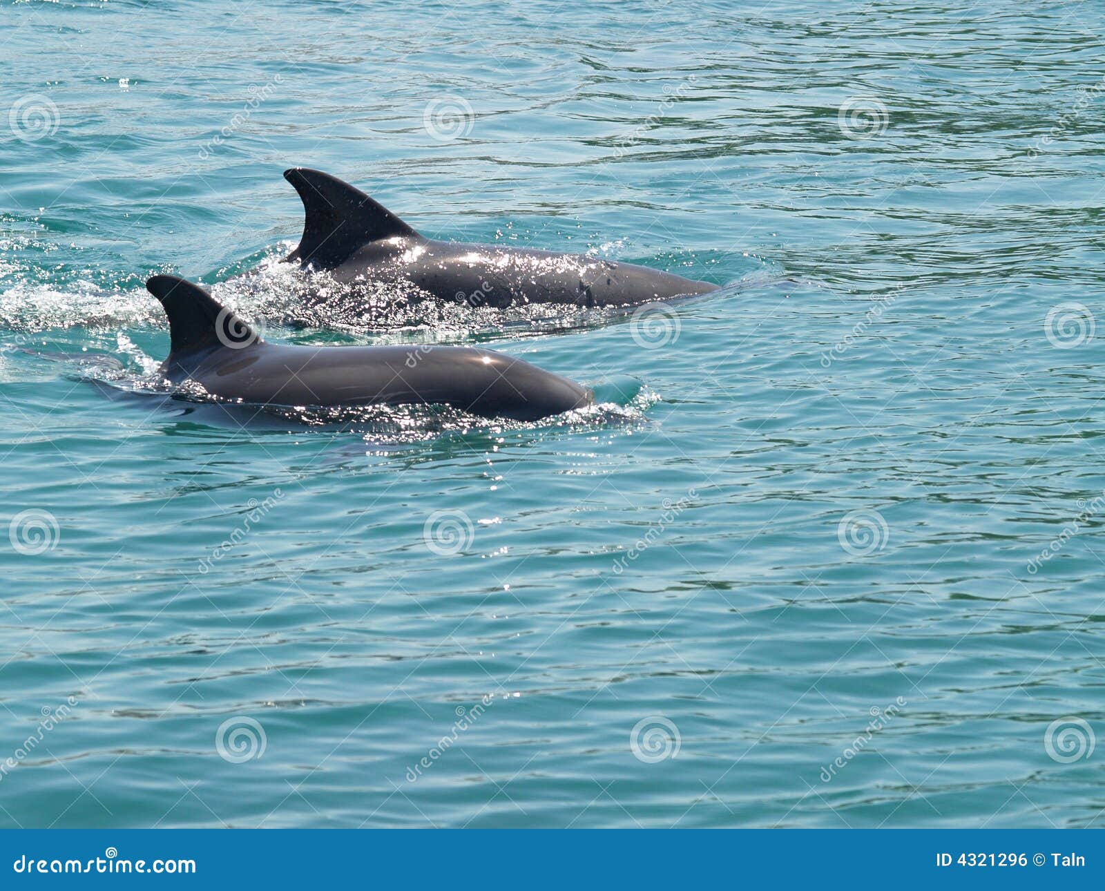 Two Dolphins stock photo. Image of ocean, animal, summer - 4321296