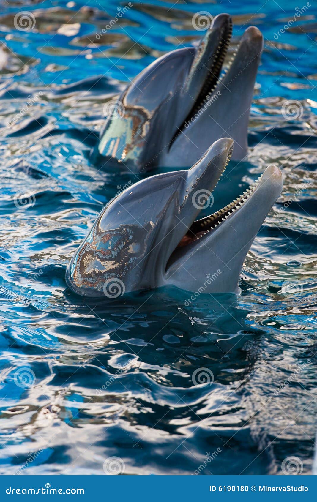 Two dolphins stock photo. Image of waves, tenderness, trained - 6190180