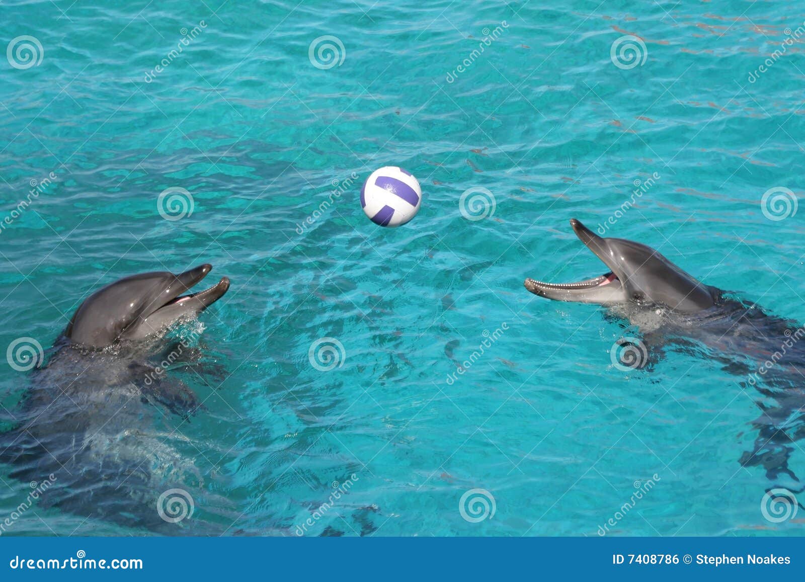 Two dolphins stock photo. Image of captivity, aquatic - 7408786