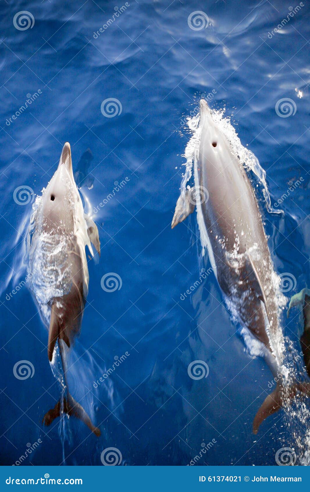 Two Dolphins from Above stock image. Image of mammal - 61374021