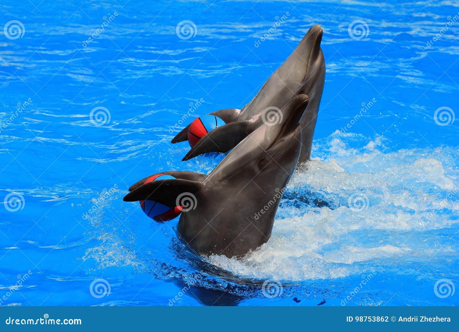 Two Dolphins with Balls in a Pool Stock Photo - Image of cute, dolphin ...