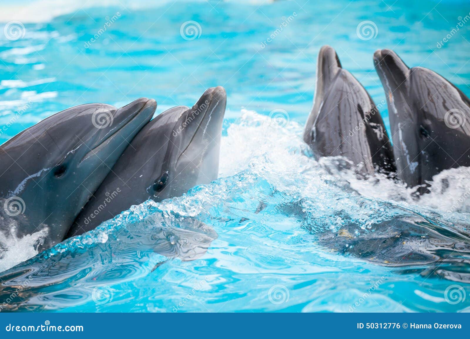 Two dolphins couples stock photo. Image of afalina, show - 50312776