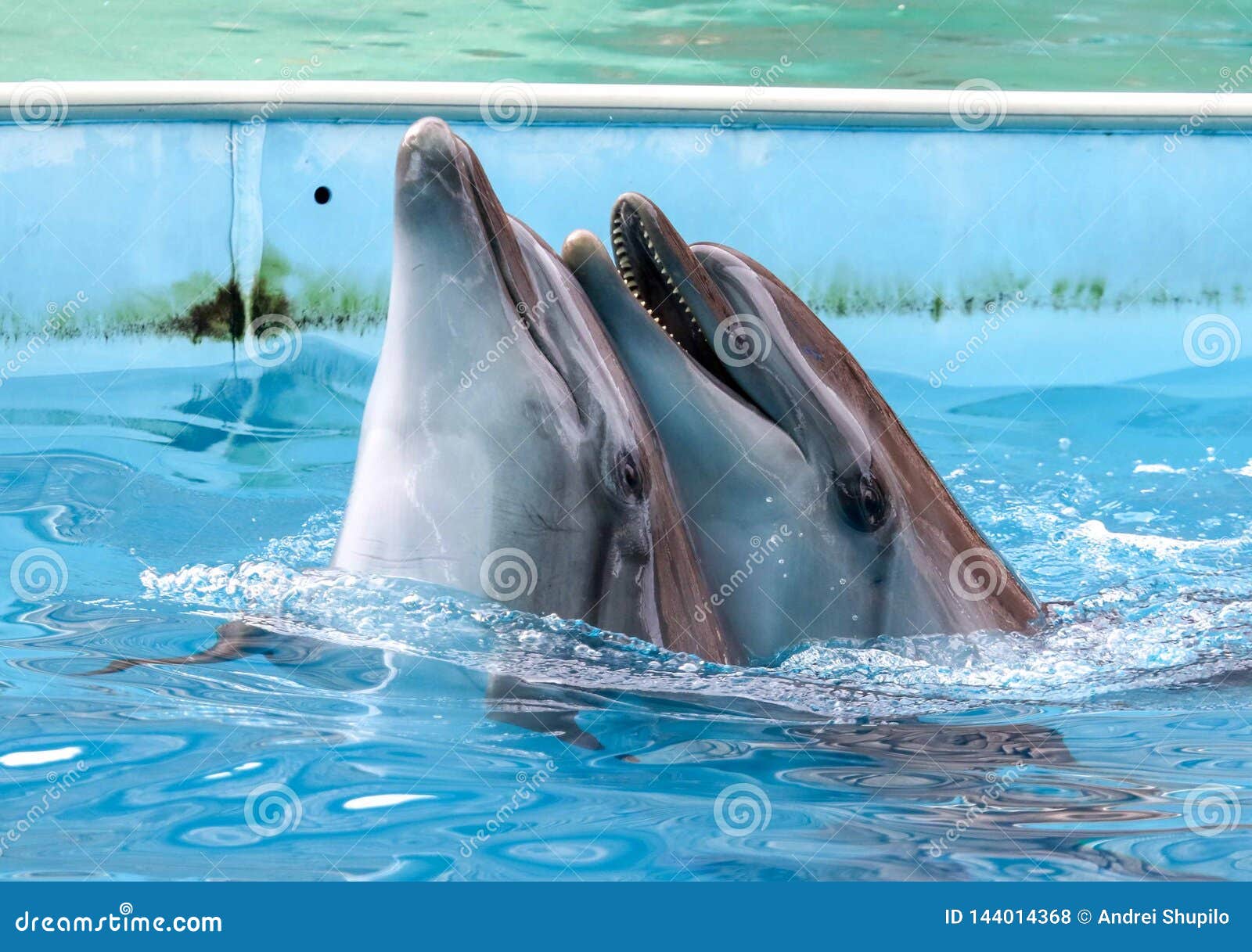 Two Dolphins Cuddle in the Water Stock Photo - Image of hugging, trick ...