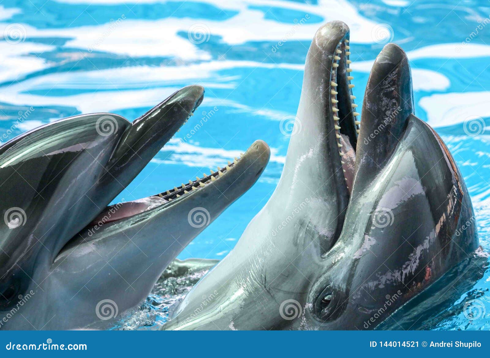 Two Dolphins Cuddle in the Water Stock Image - Image of hugging, trick ...