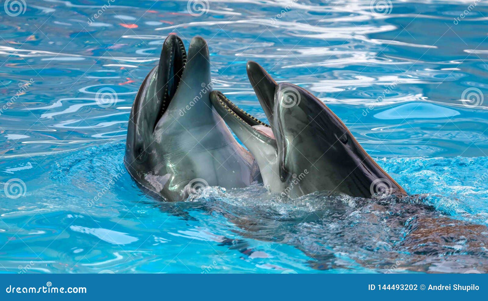 Two Dolphins Cuddle in the Water Stock Photo - Image of mammal ...