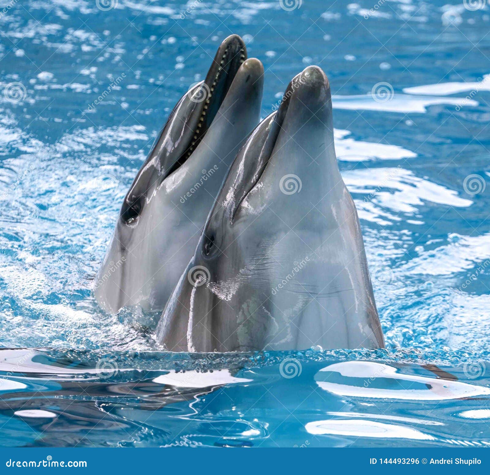 Two Dolphins Cuddle in the Water Stock Photo - Image of water, mammal ...