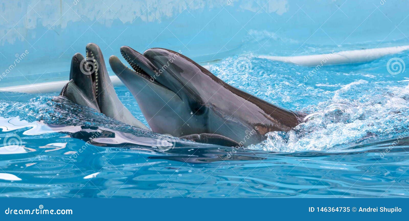 Two Dolphins Cuddle in the Water Stock Image - Image of splashing ...
