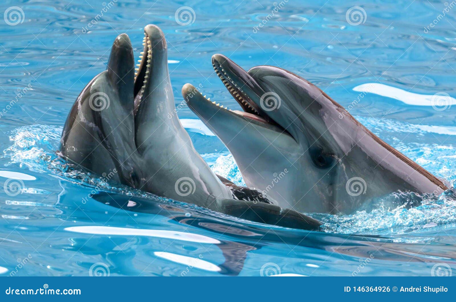Two Dolphins Cuddle in the Water Stock Photo - Image of hugging, park ...