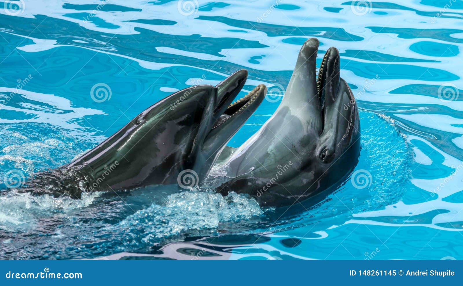 Two Dolphins Cuddle in the Water Stock Image - Image of swims, jumping ...