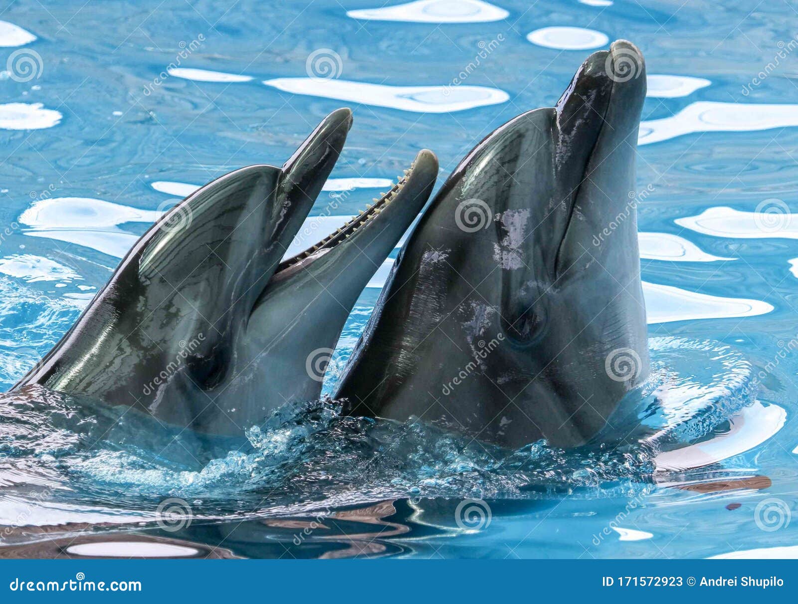 Two Dolphins Cuddle in the Water Stock Image - Image of circus, blue ...