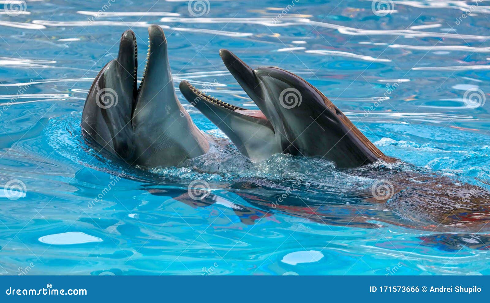 Two Dolphins Cuddle in the Water Stock Photo - Image of circus, trick ...