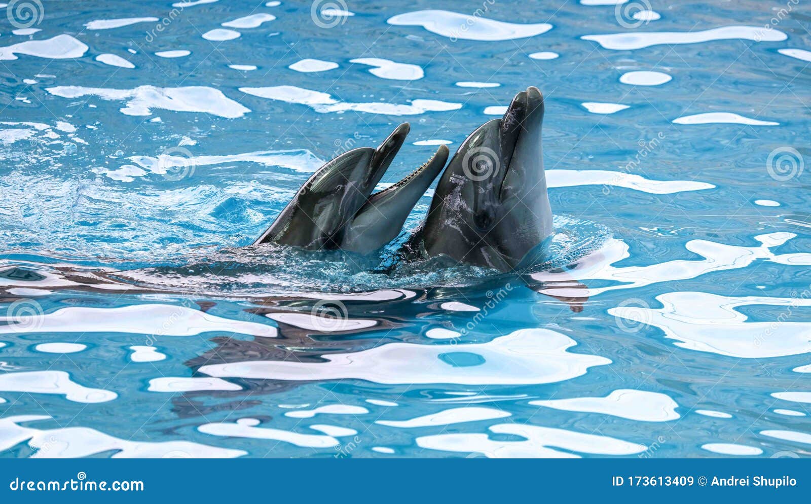 Two Dolphins Cuddle in the Water Stock Image - Image of splashing ...