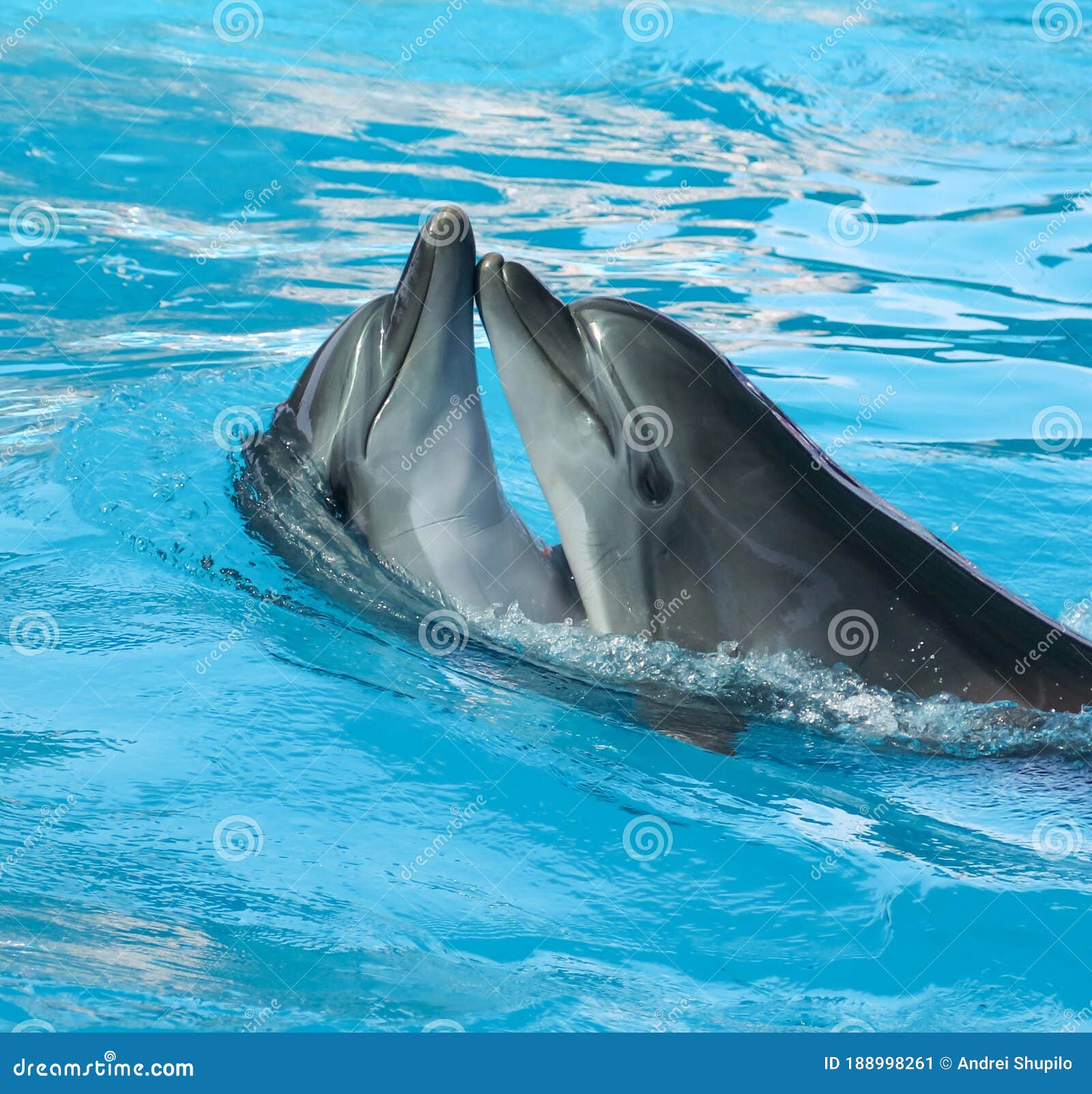 Two Dolphins are Dancing in the Pool Stock Image - Image of abstract ...