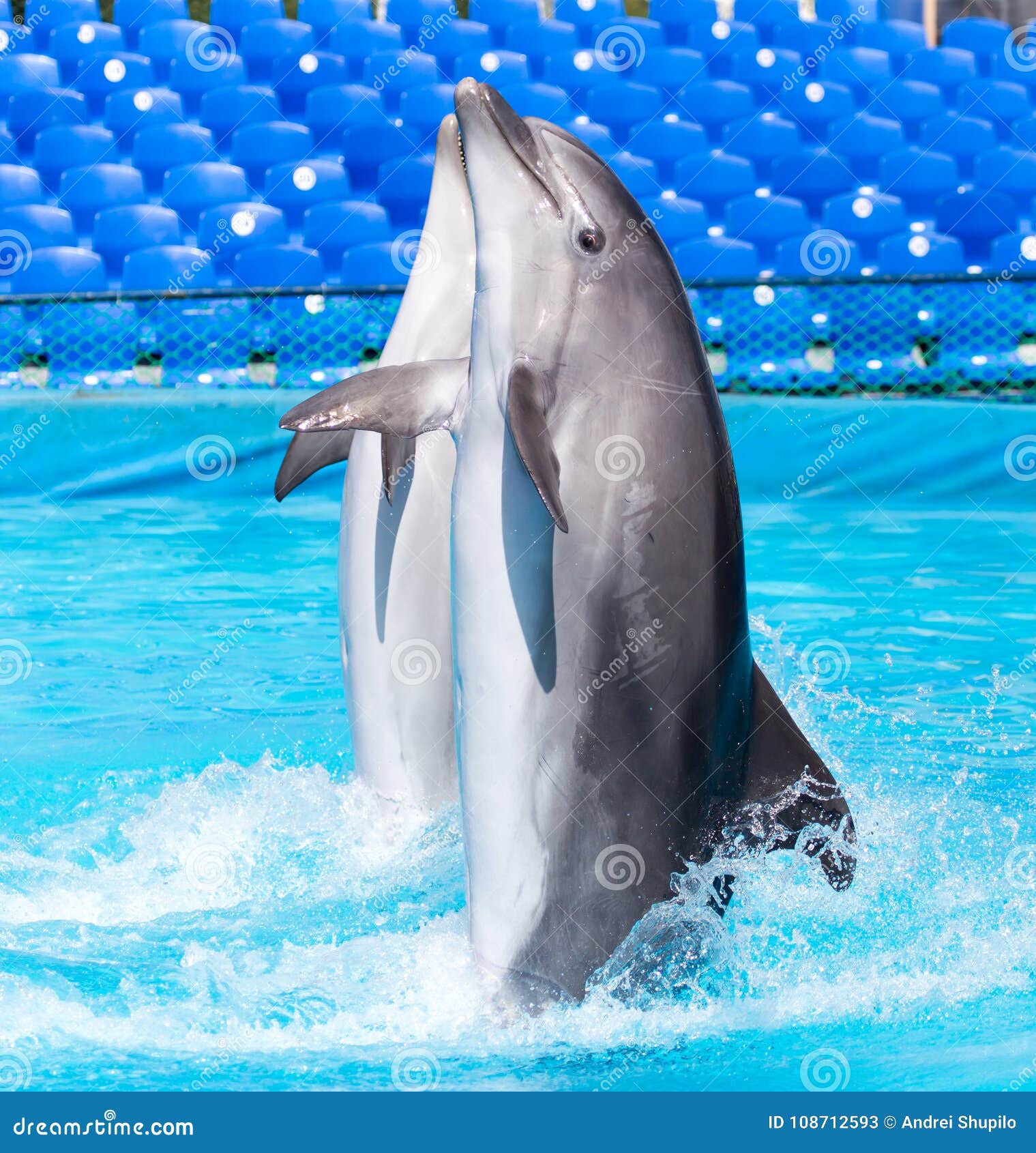 Two Dolphins Dancing in the Pool Stock Image - Image of dancing, marine ...