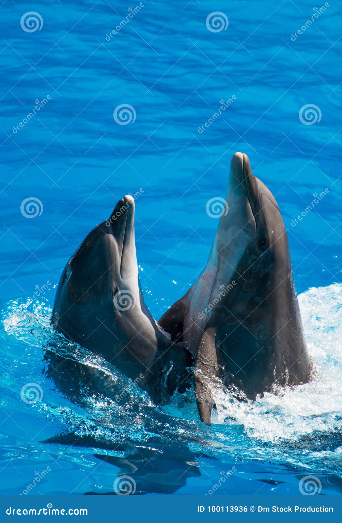 Two dolphins dancing. stock photo. Image of happy, nature - 100113936