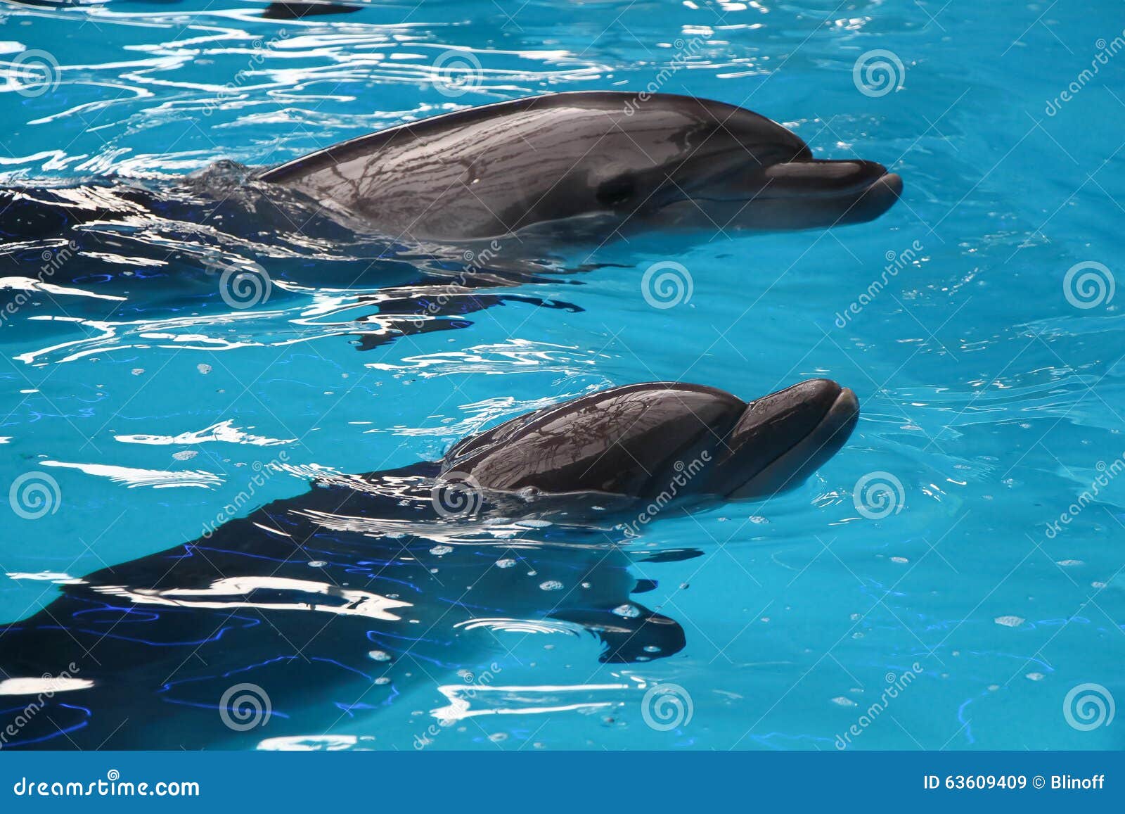 Two dolphins stock image. Image of cetacea, playful, mammals - 63609409
